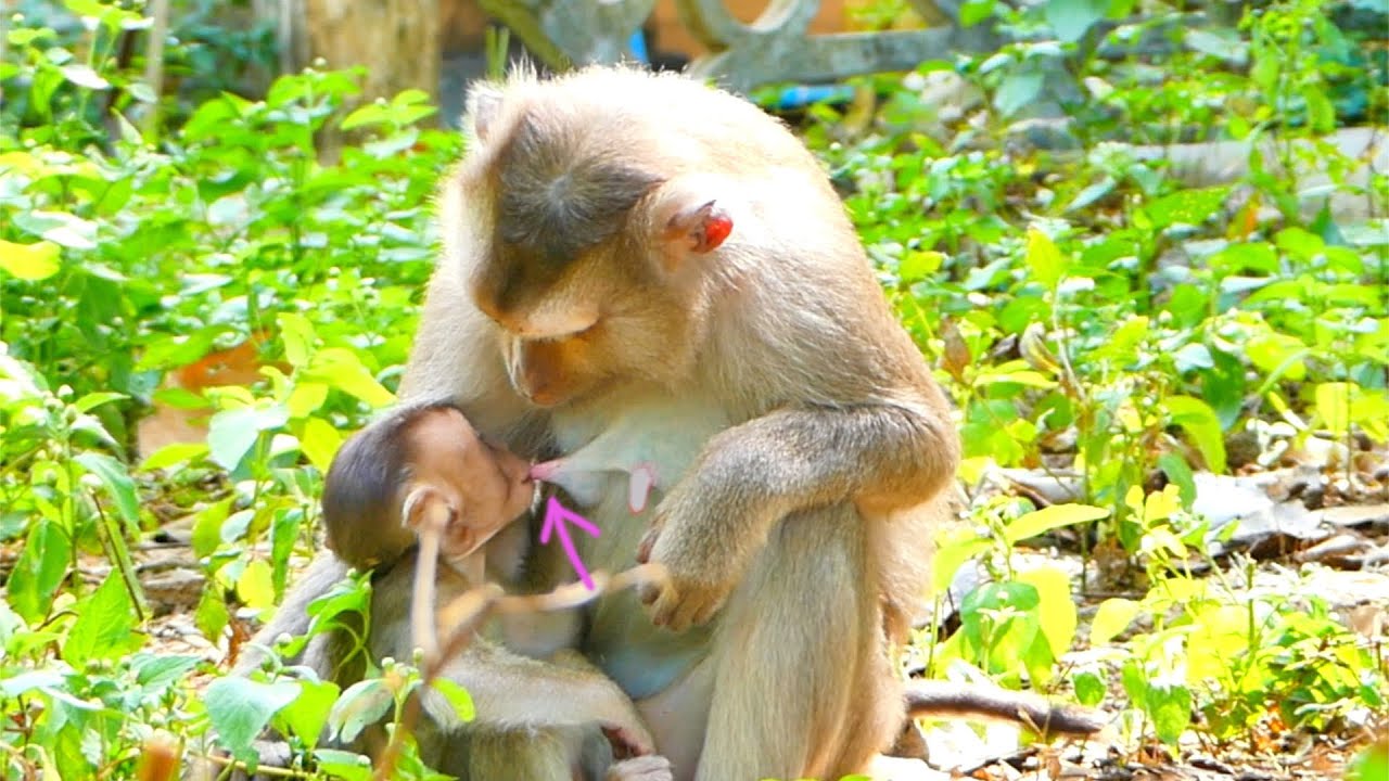 Milk charging...tiny baby monkey BRODY get milk a-lot from his mom ...