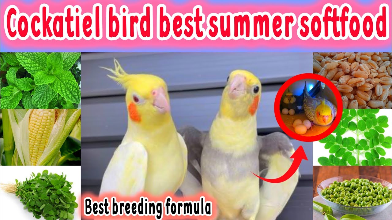 Cocktail parrot summer food | Cockatiel soft food in summer | cockatiel ...