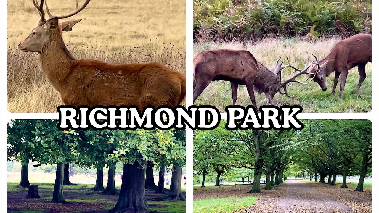 RICHMOND PARK, LONDON # DEER IN RICHMOND PARK. - YouTube