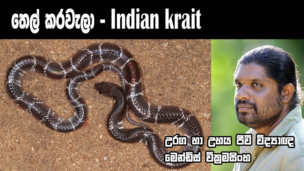 Thel karawala තෙල් කරවැලා Mendis Wickramasinghe - YouTube