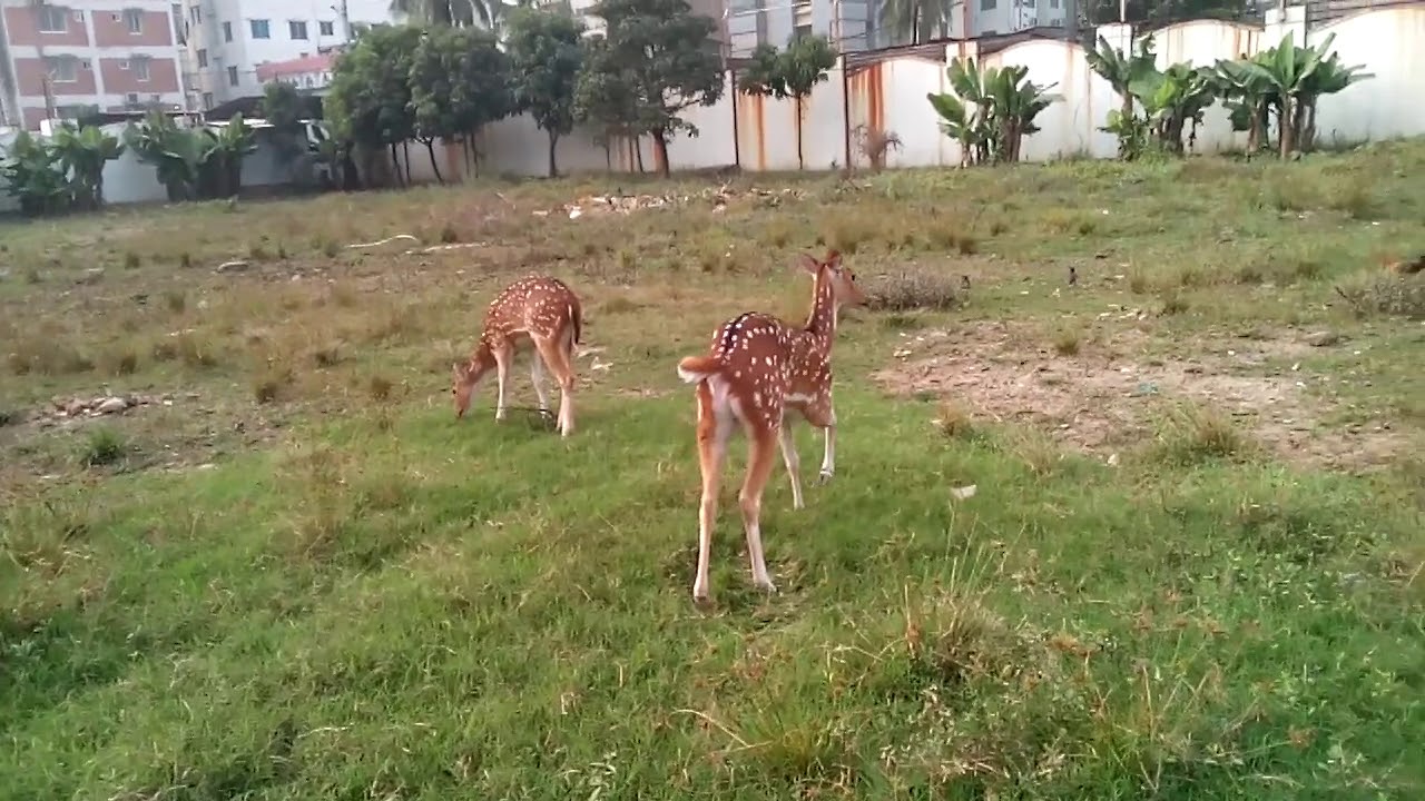 banglar horrin p-2 - YouTube