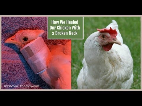 How We Healed Our Chicken With a Broken Neck - YouTube