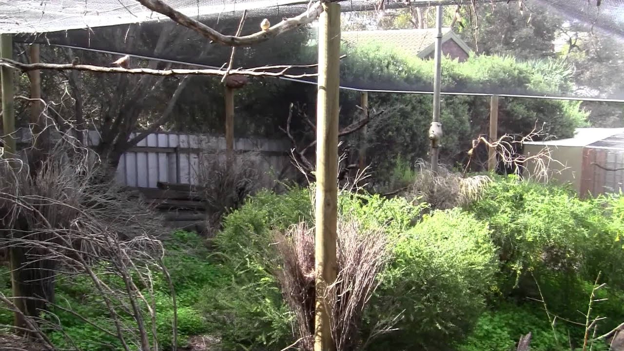 inside the aviary 3 - YouTube