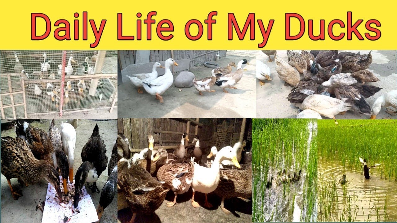 Daily life of ducks | गाँव मे बतख कैसे पालन करे | Duck farming in Hindi ...