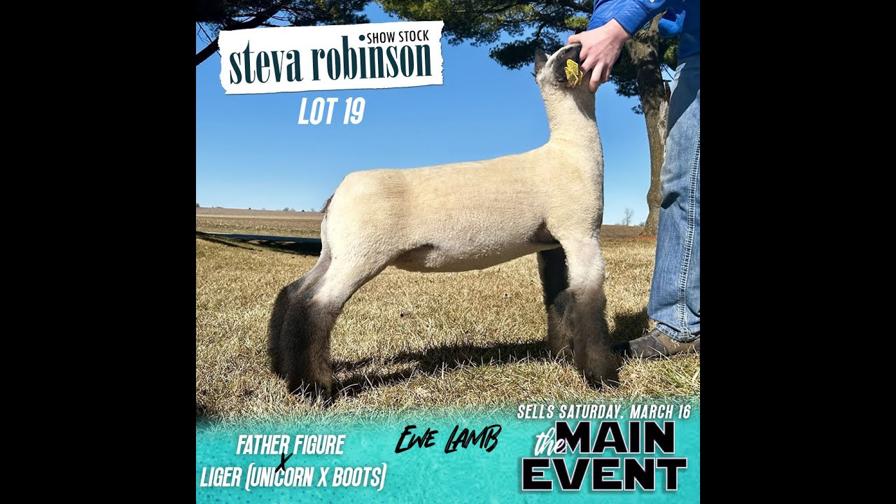 Steva Robinson Show Stock - Main Event - Lot 19 - H408 Ewe Lamb - YouTube