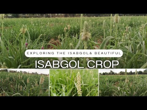 इसबगोल की उन्नत खेती: इसबगोल फसल का उत्पादन" isabgol farm in Dayalpura ...