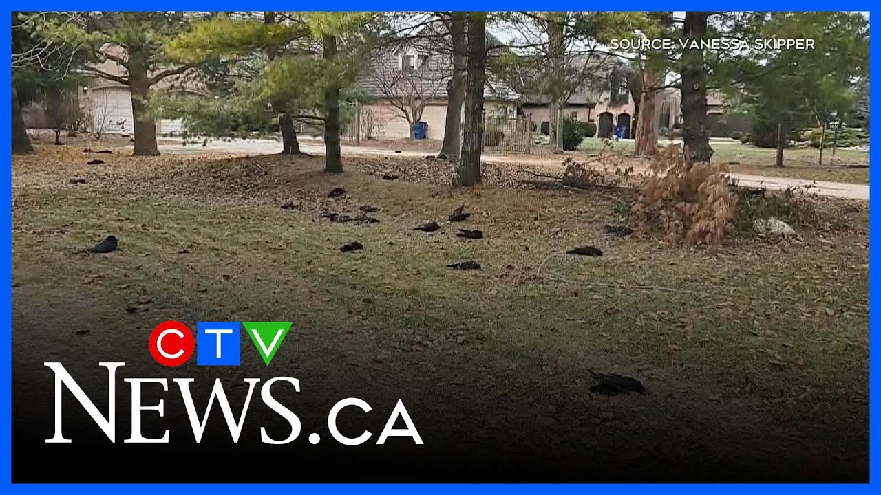 Dead crows in Chatham-Kent test positive for avian flu - YouTube