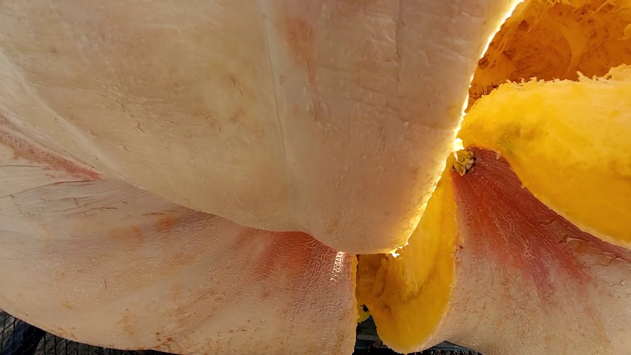 inside a 1400 pound giant pumpkin. - YouTube