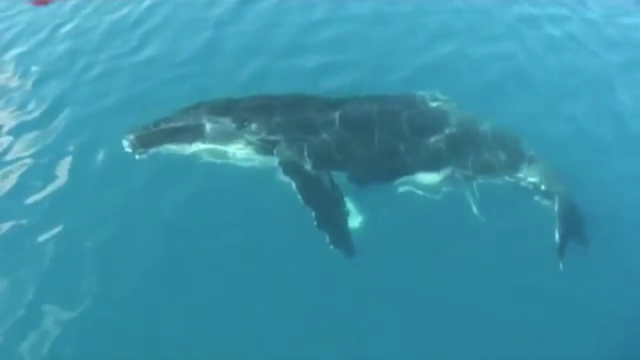 whale documentary (2017) - YouTube