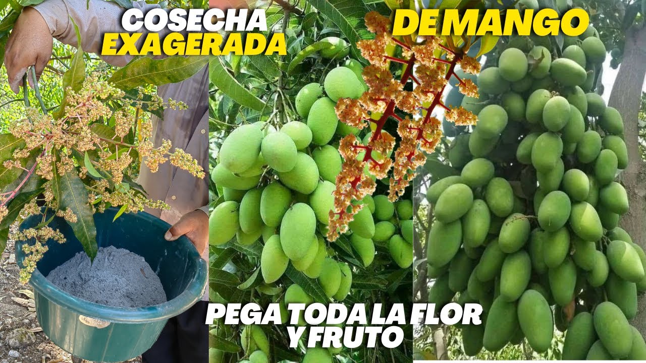 Floración exagerada de Mango pega toda la flor y fruto con este ...