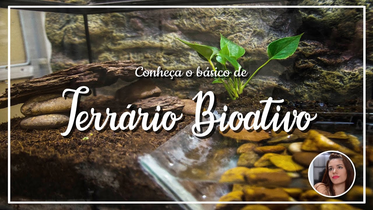 Básico sobre Terrário Bioativo - YouTube