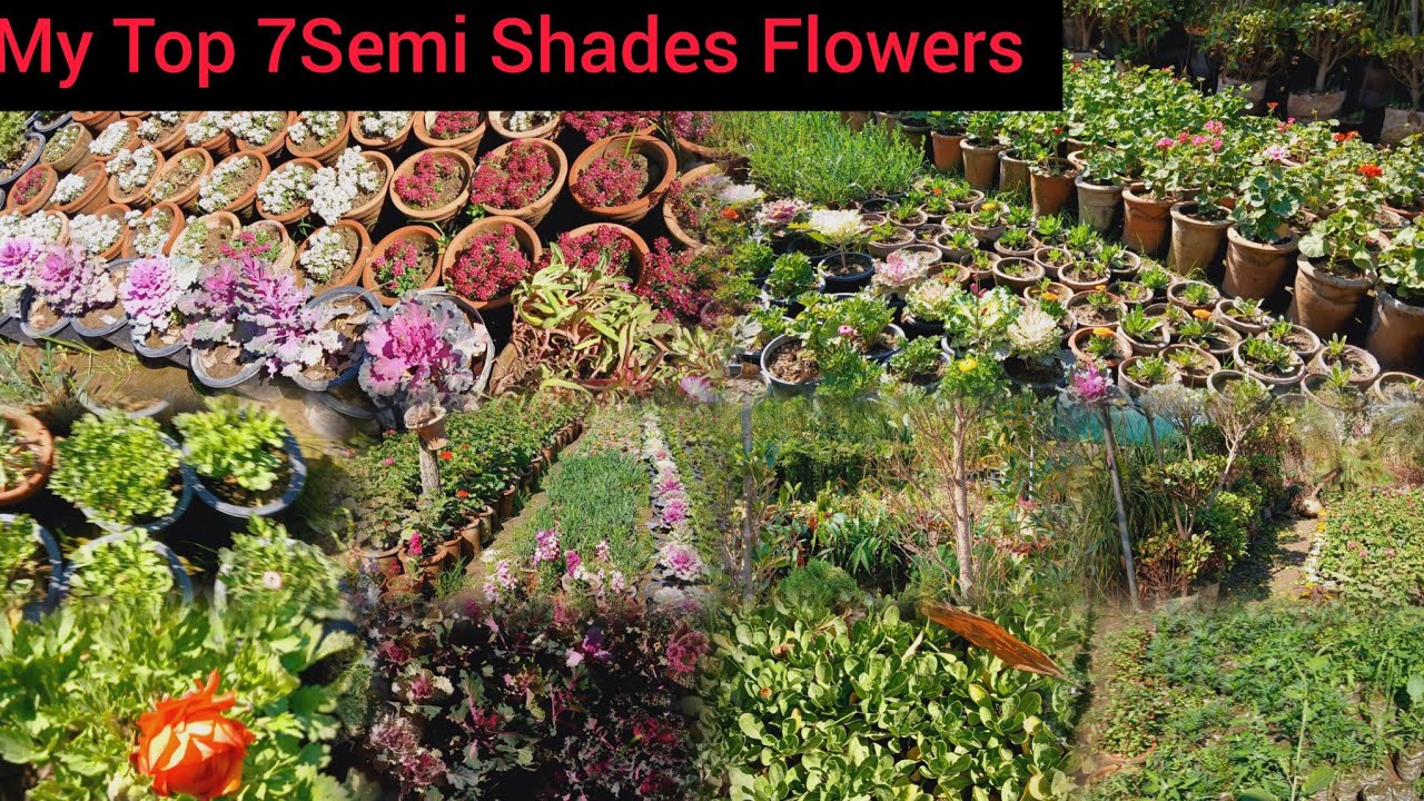 Best Spring Seasonal Flowering Plants ||Semi Shades Flowers || Best ...