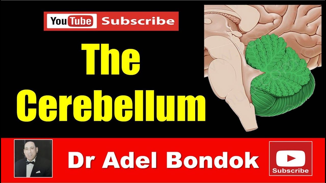 The Cerebellum, Dr Adel Bondok - YouTube