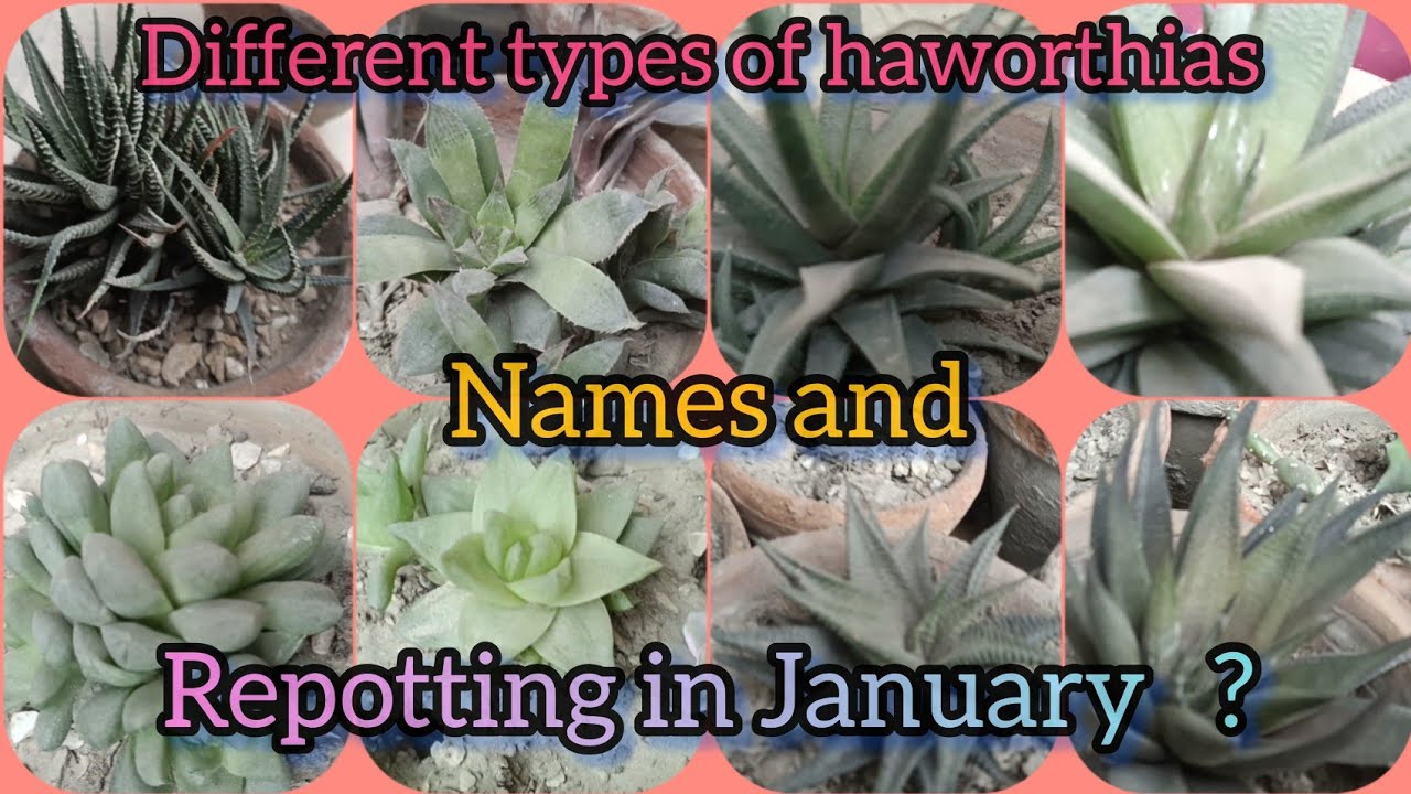Different types of haworthias | repotting in January and their names ...