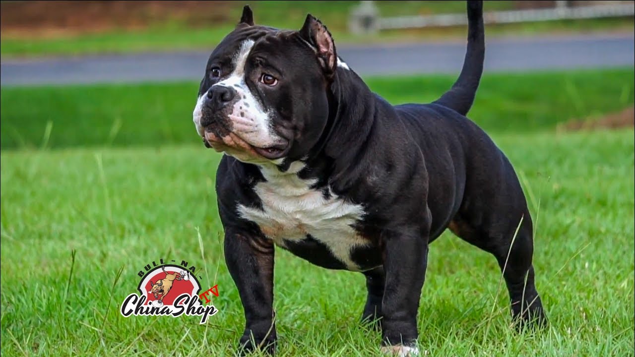 GR CH WORLDSTAR The YOUNGEST Chmapion in ABKC HISTORY (Demon Boy Son ...