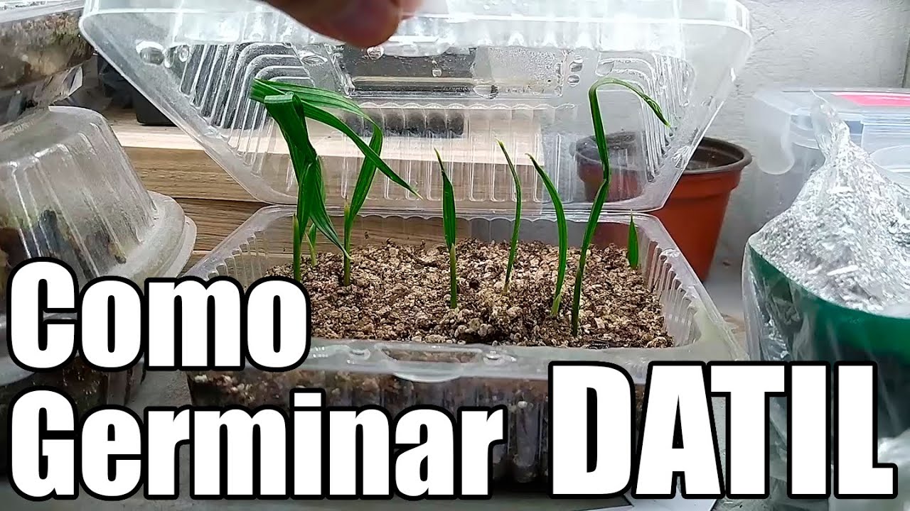 Como germinar SEMILLAS DE DATIL || Bananafabric - YouTube