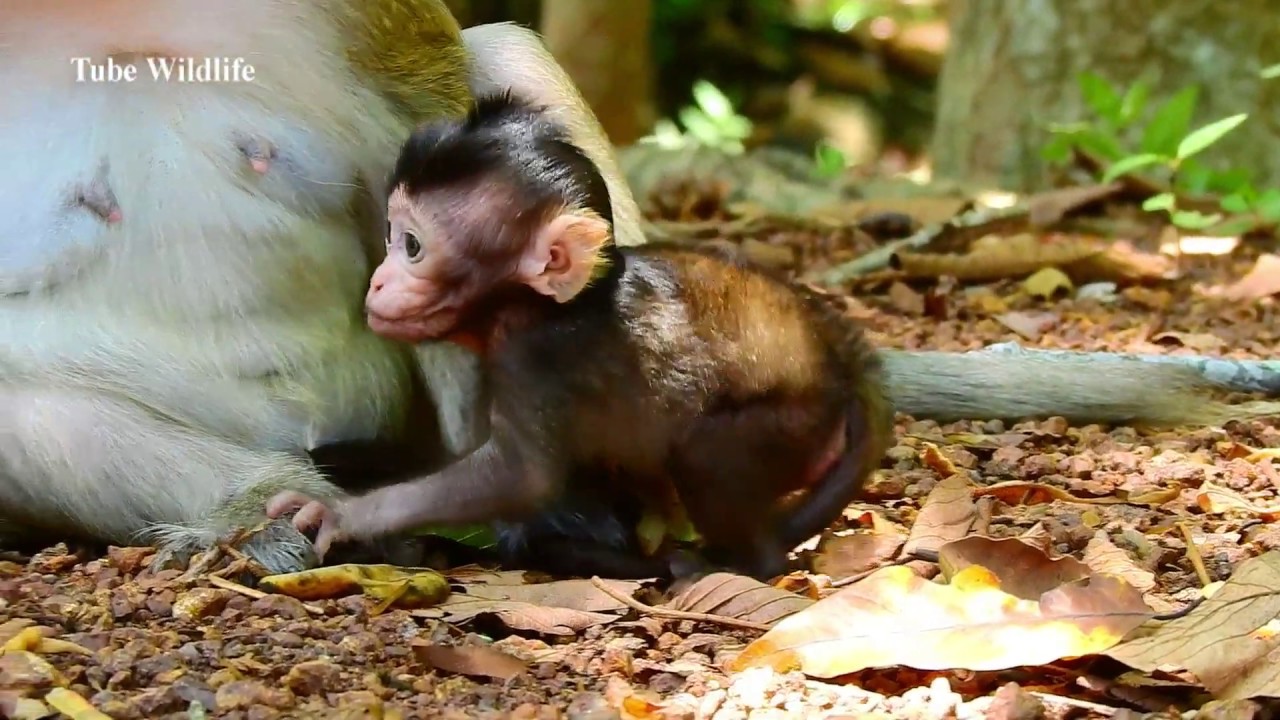 Impressive & energetic monkey baby Brittany, Brinn work hard to keep ...