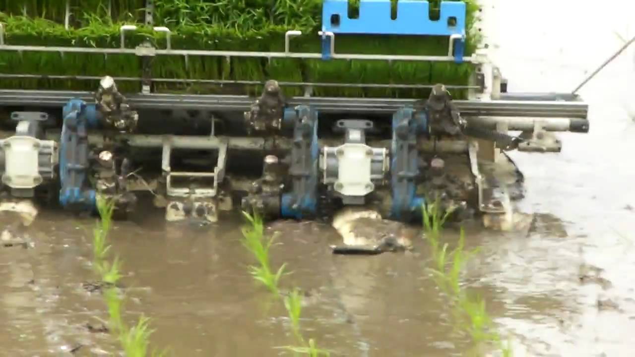 Rice-transplanting at japanese farm - YouTube