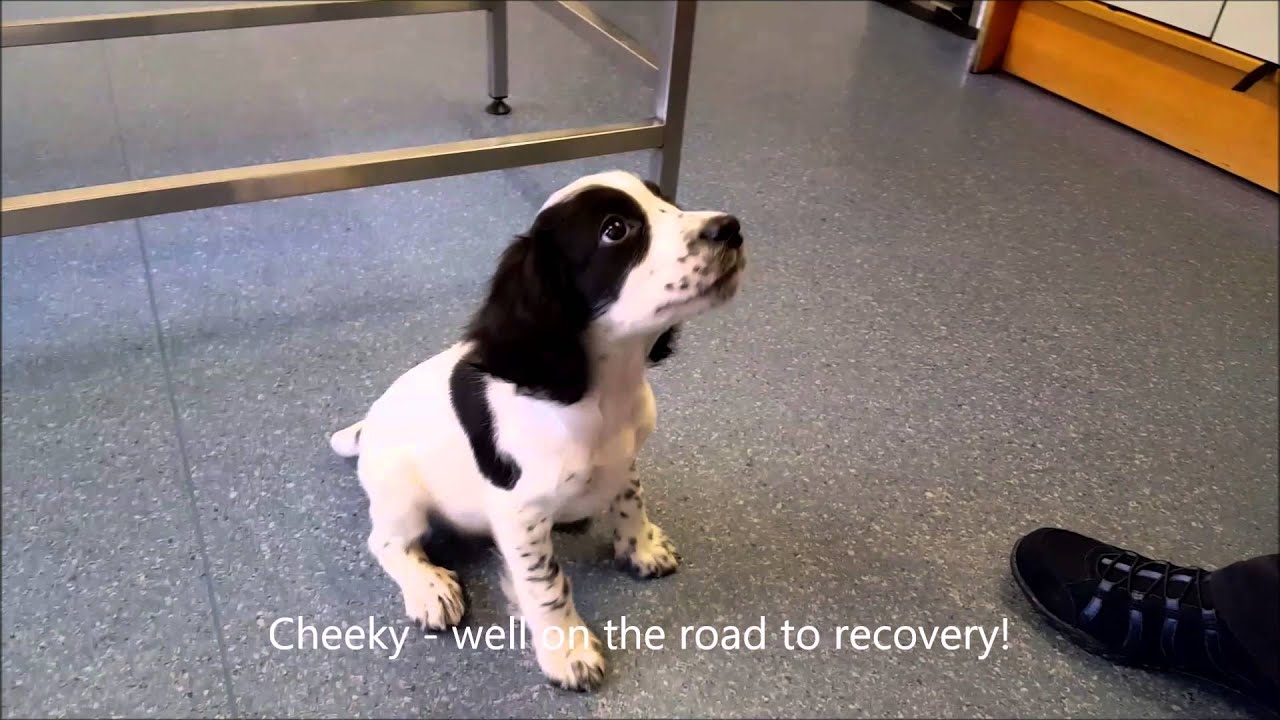 Cheeky Little Pup - YouTube