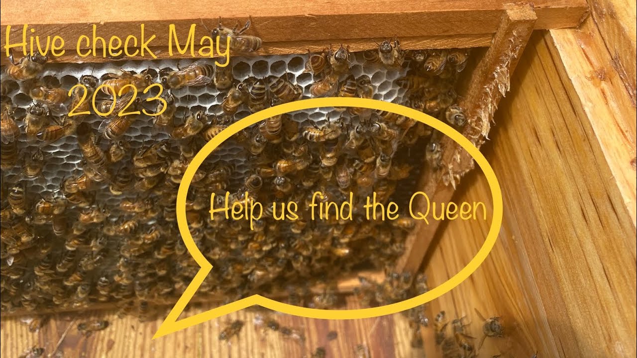 Bee Hive check - YouTube