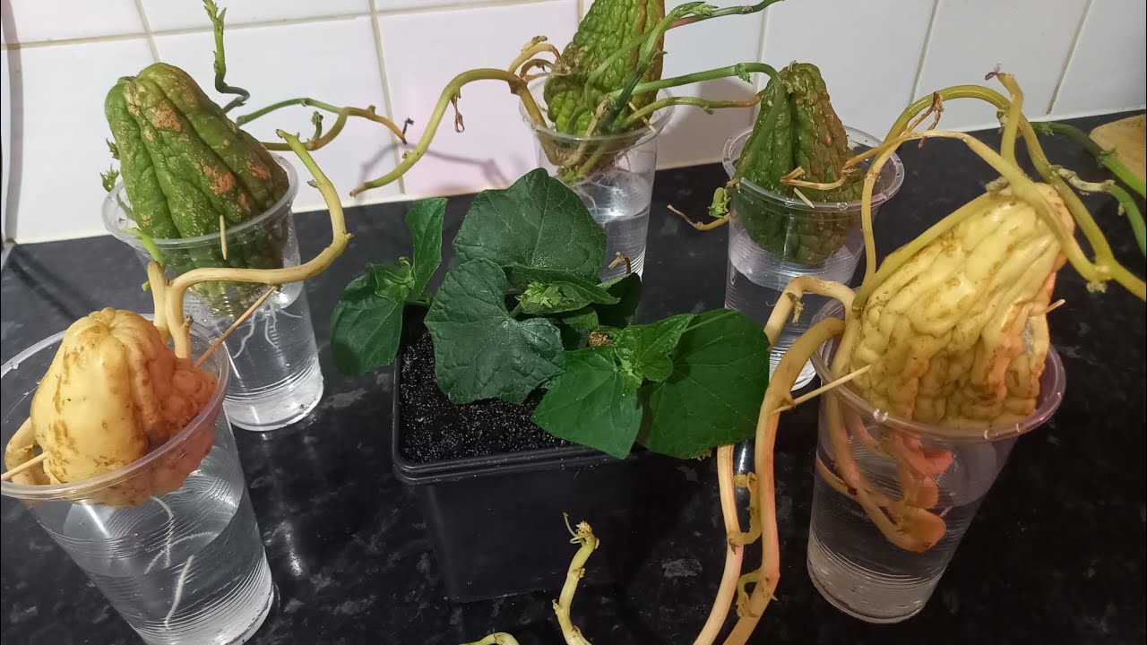 How to get roots on your chayotes Jamaica cho cho growing in the UK ...