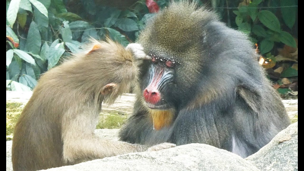 ノミ取りし合うマンドリルとサル/ Mandrill and Baboon groom each other - YouTube
