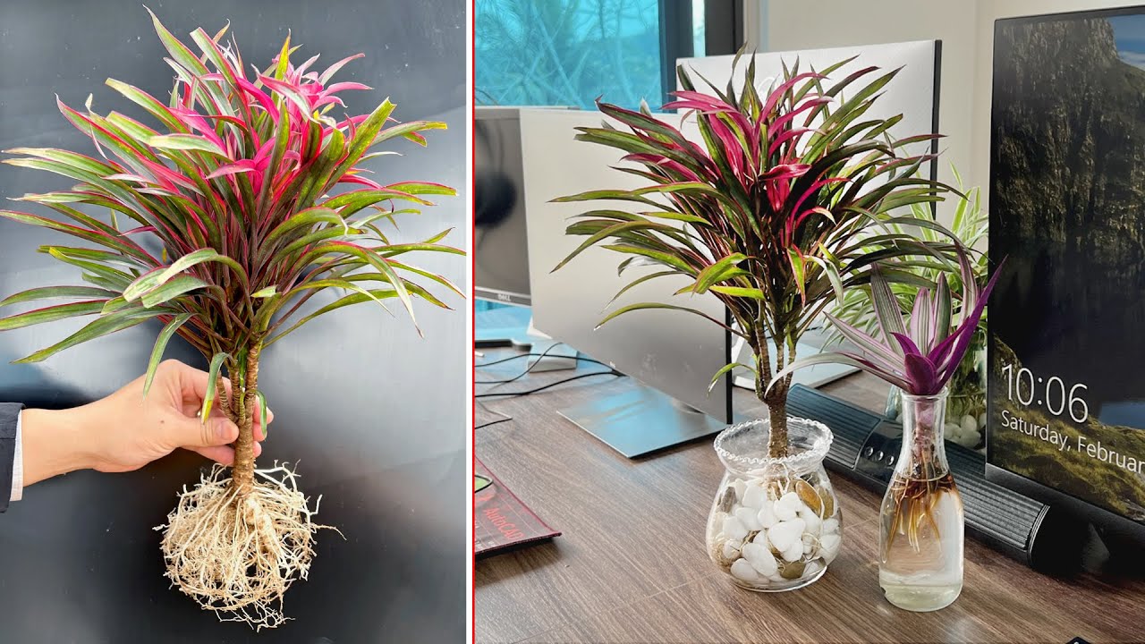 Dragon blood plants has many healing effects. How to grow ...