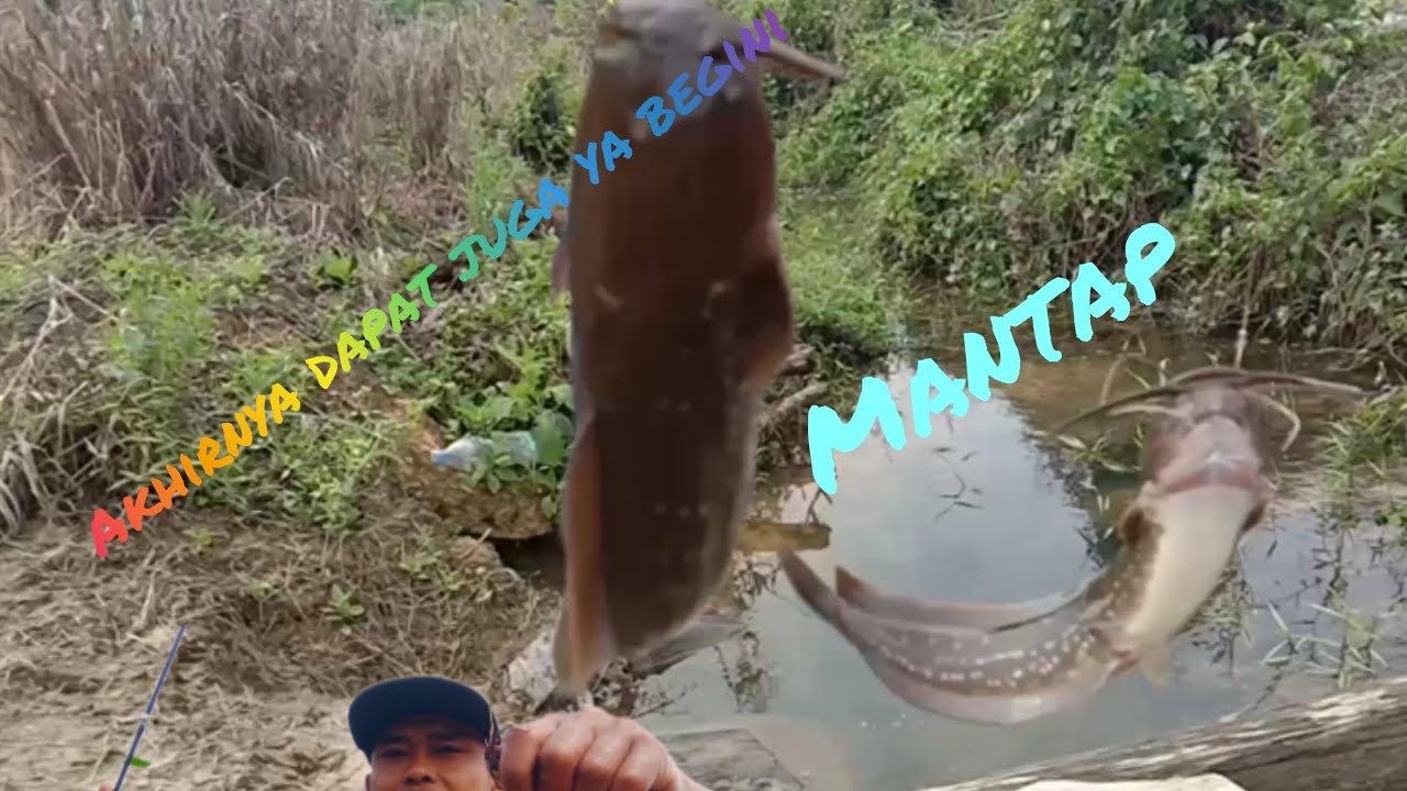ahirnya ikan limbat naik juga - YouTube