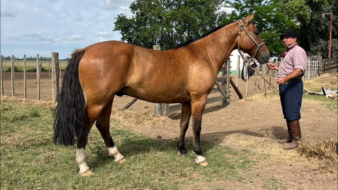 Criollo puro gateado grande $3.000.000 LOSEQUINOS.COM - YouTube