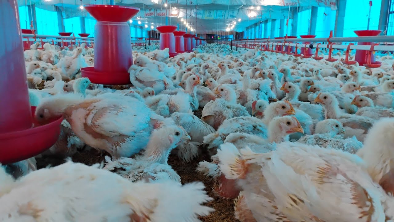 28 days sucsess broiler farming 💯#poultri#farmlife #bussines #poultry # ...