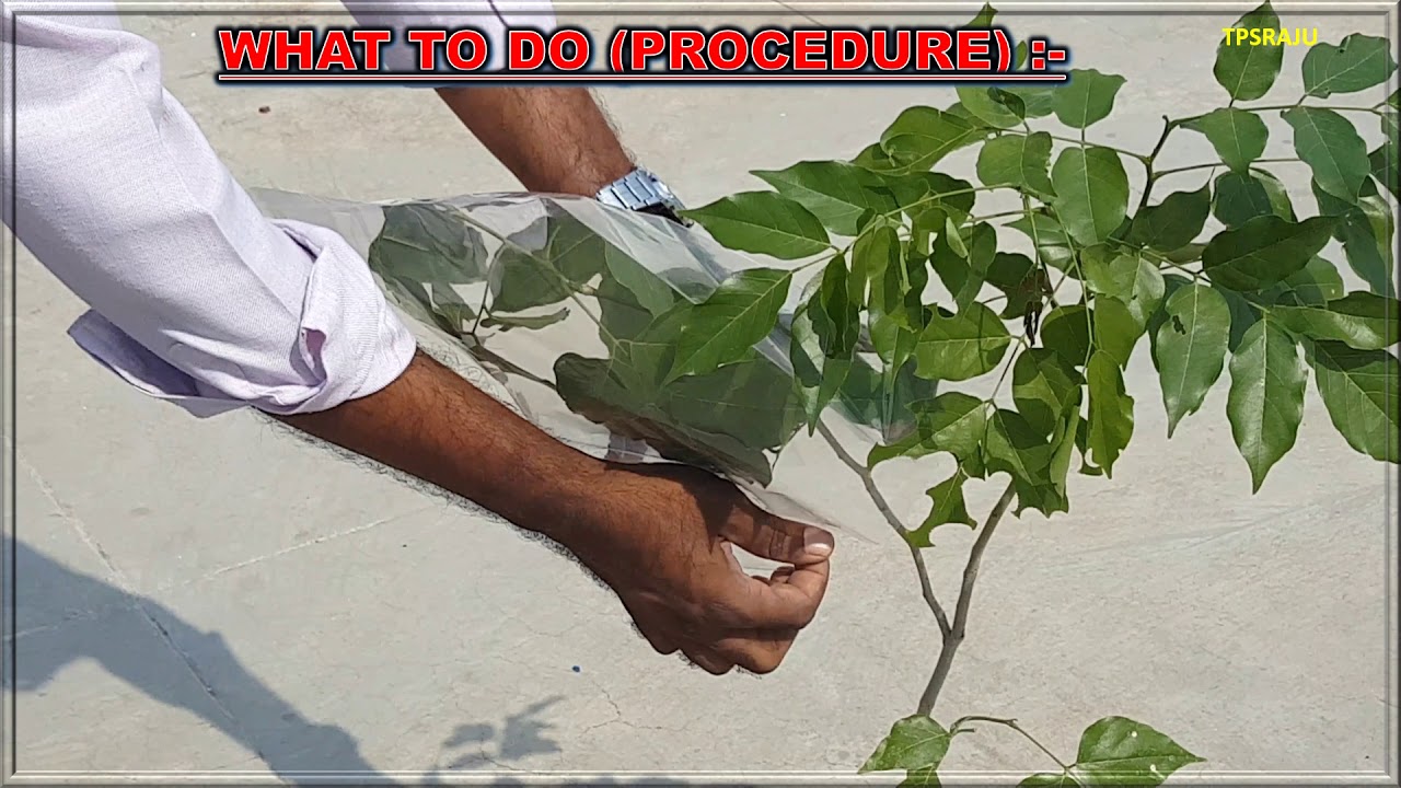 6th science/ 2nd lesson / part - 9 TRANSPIRATION ACTIVITY - YouTube