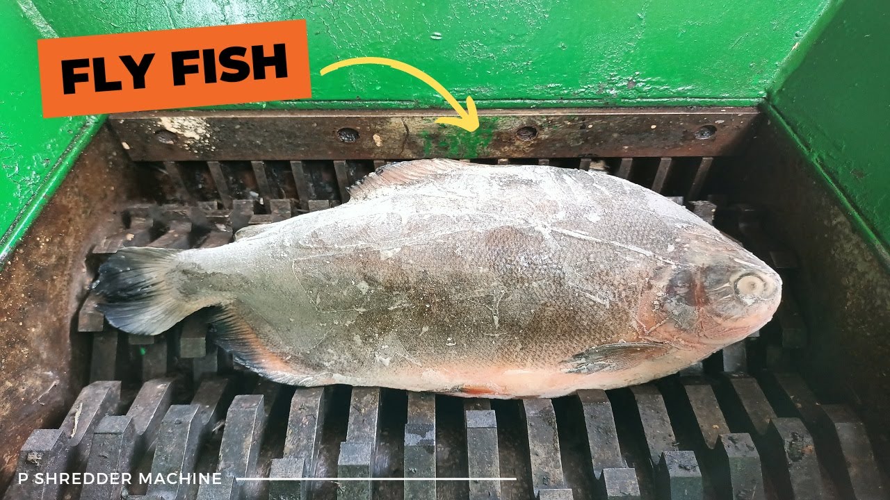 Fly Fish vs Fast Shredder Machine - YouTube