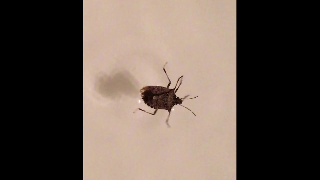Swim & Flush to music Stink Bug - YouTube