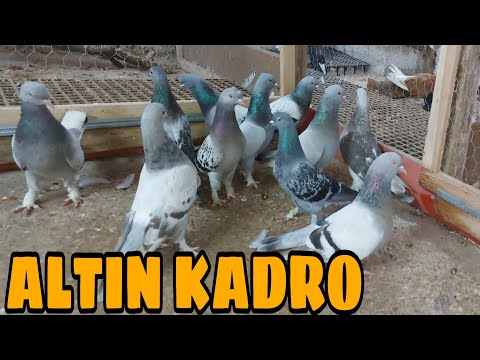 ALTIN KADRO. Uçan Oynayan Taklacı Güvercinler. 11 Kuş 1000 Puan.