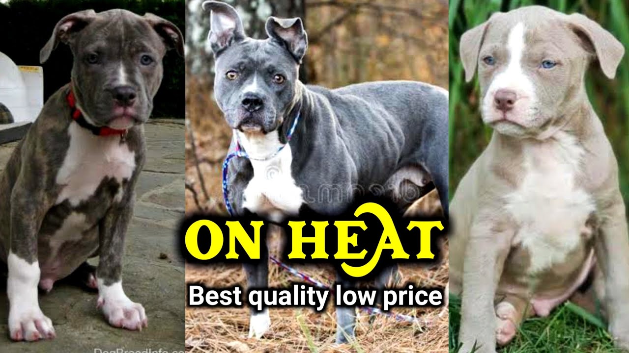 पैसे ही पैसे कमाओ || On heat pitbull || pitbull puppies || American ...