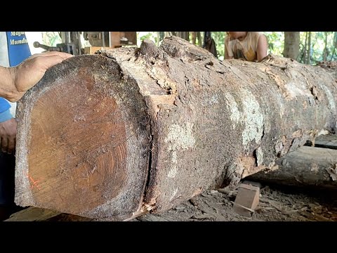 tolak balak..? kayu nangka jadi legenda di tanah Jawa proses graji di sawmill