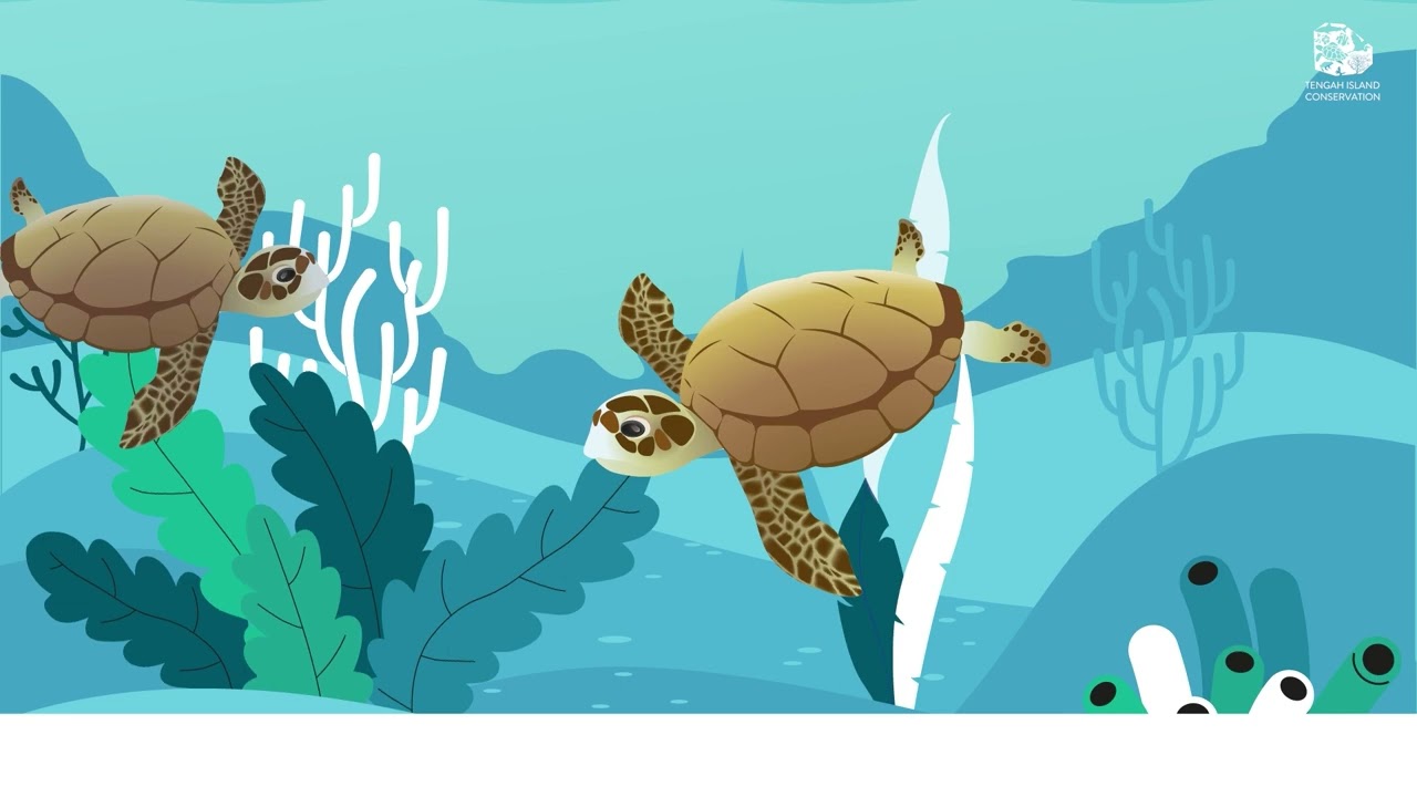 Jom! Selamatkan Penyu Kita - Let's Save Our Sea Turtles! - YouTube
