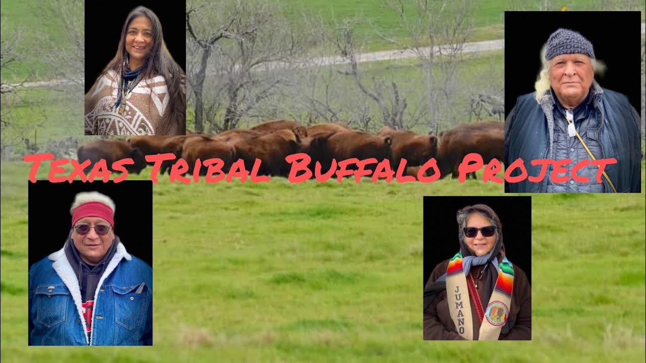 Texas Tribal Buffalo Project Buffalo Harvest Photo Montage - YouTube
