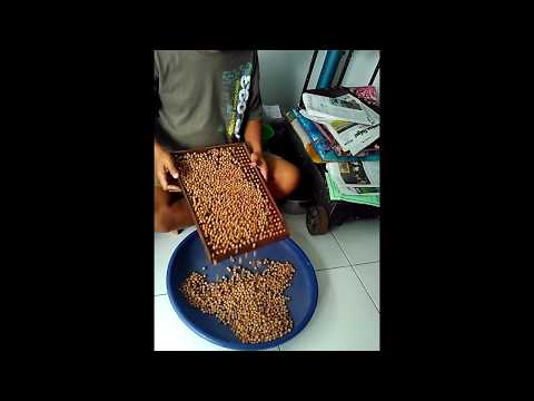 Genitri  beads selection