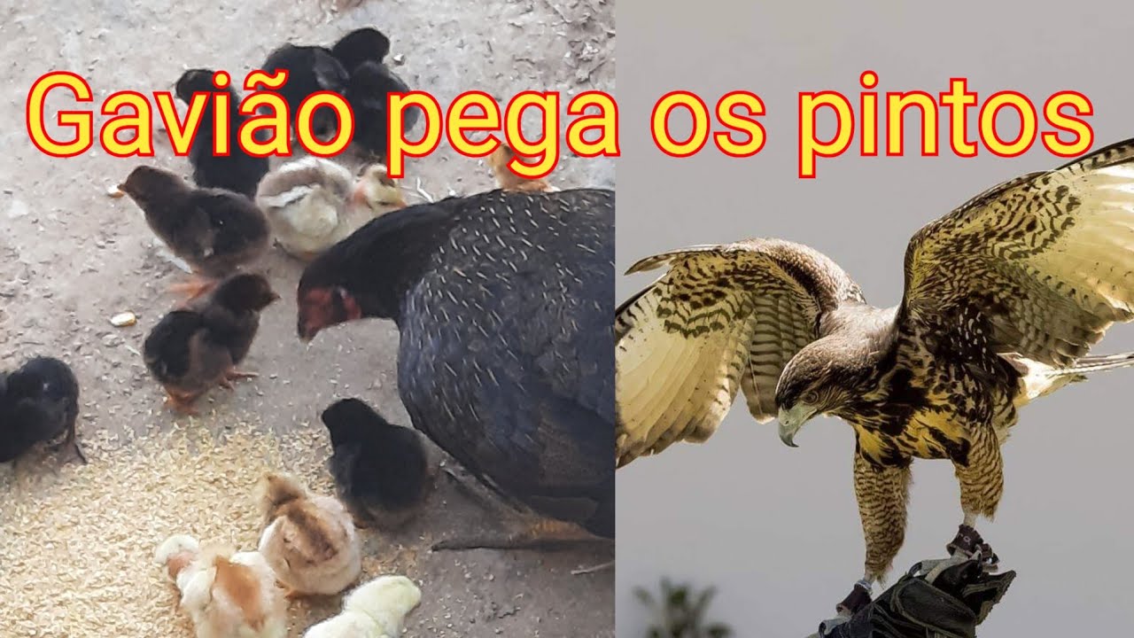 gavião comendo pintinho? #dicas #galinhas #gaviões #vidanaroça - YouTube