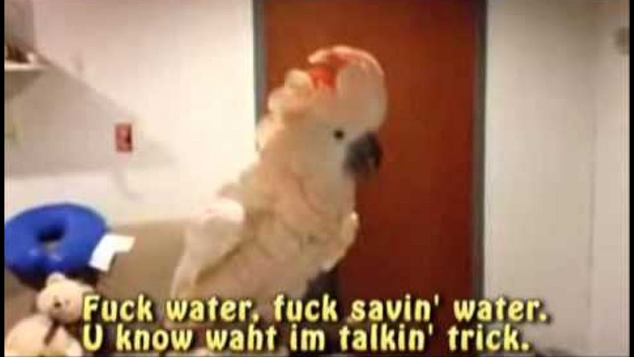 HOW TO MAKE YOUR PARROT MAD & SWEARING IN AN UNBELIEVABLE WAY - YouTube