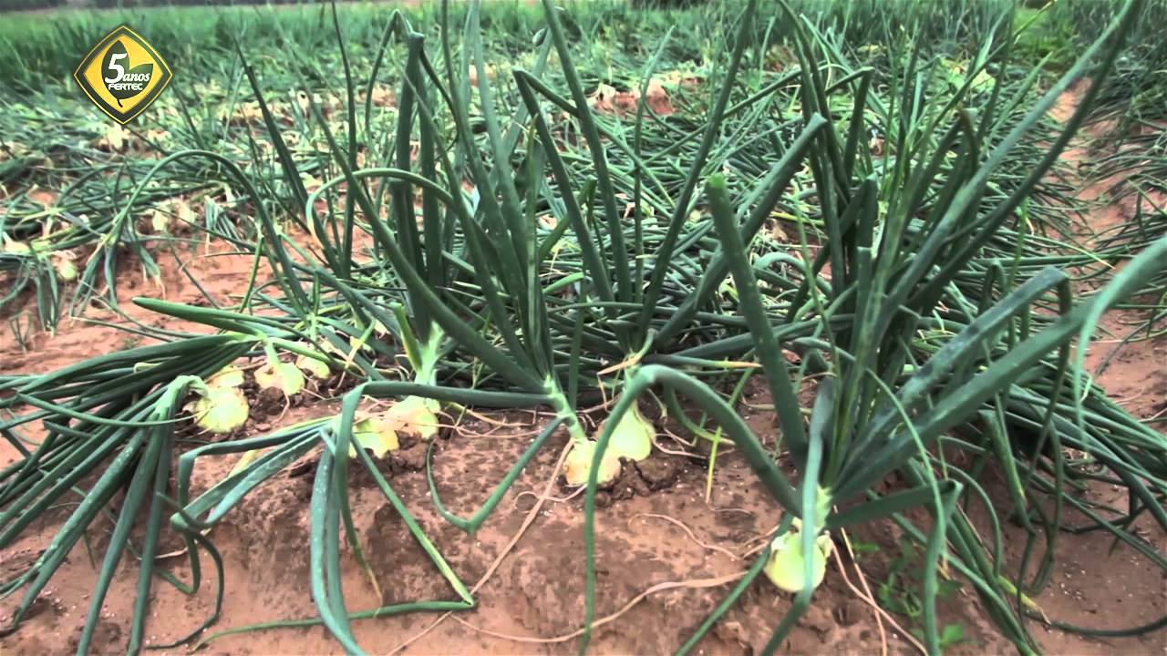Comprovação Produtor Rural - Cebola - YouTube
