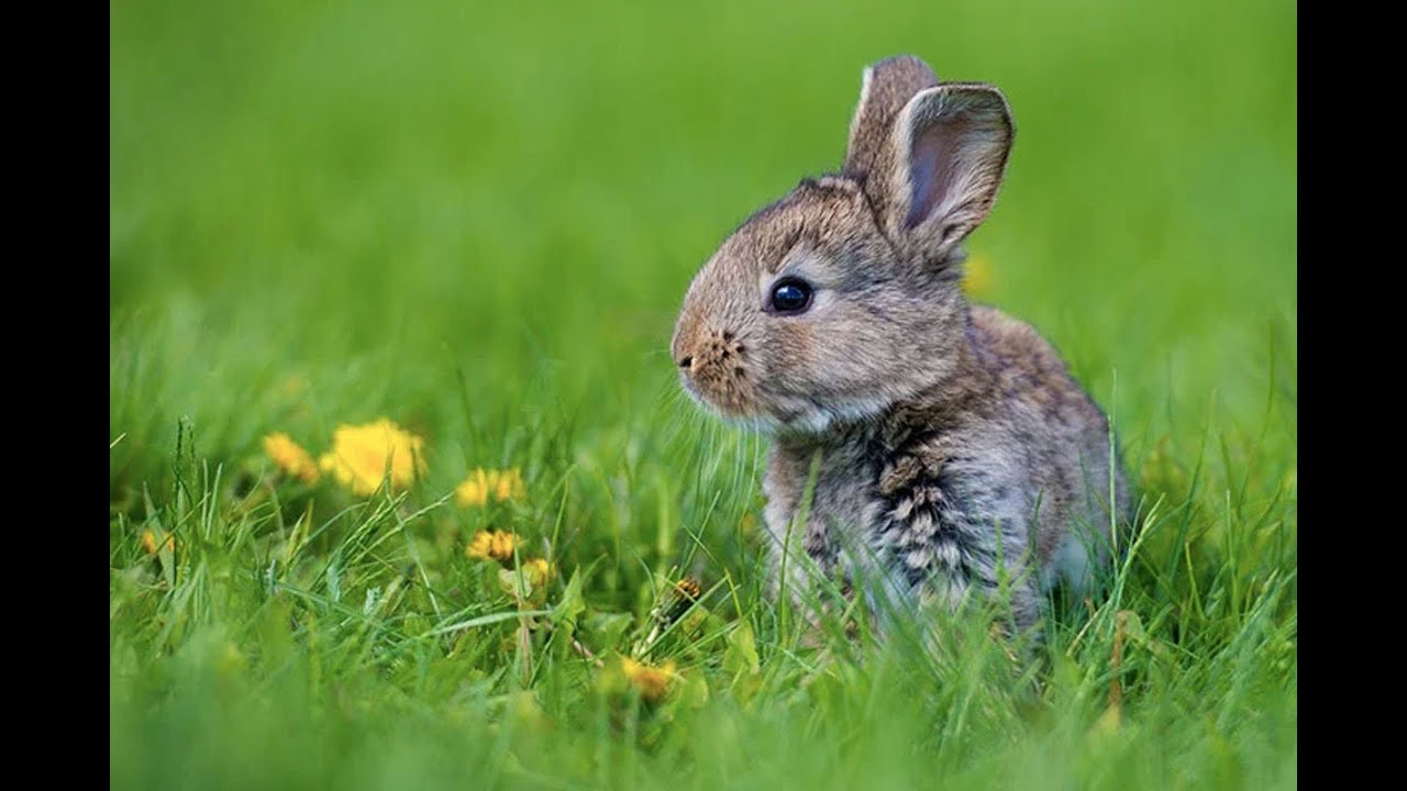 Newborn Baby Bunnies Snuggle and Sleep | bunny | cute pets club - YouTube