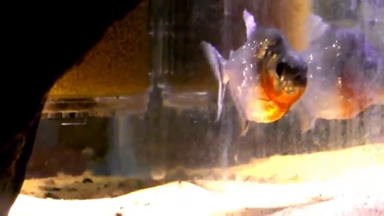 Piranha Mix - YouTube
