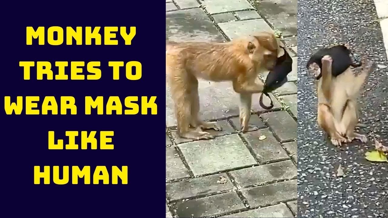Copycat! Monkey Tries To Wear Mask Like Human; Hilarious Video Goes ...