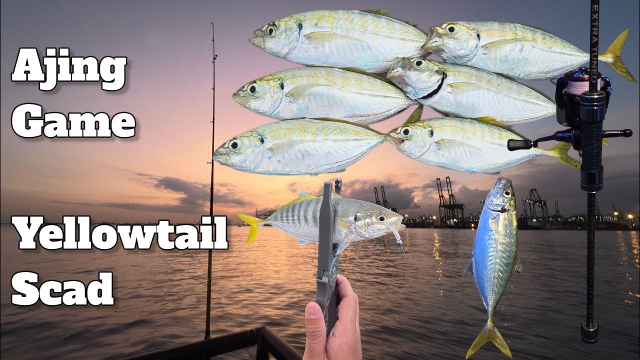 Ajing/Ultralight Fishing at Labrador Jetty | Yellowtail Scad/Selar ...