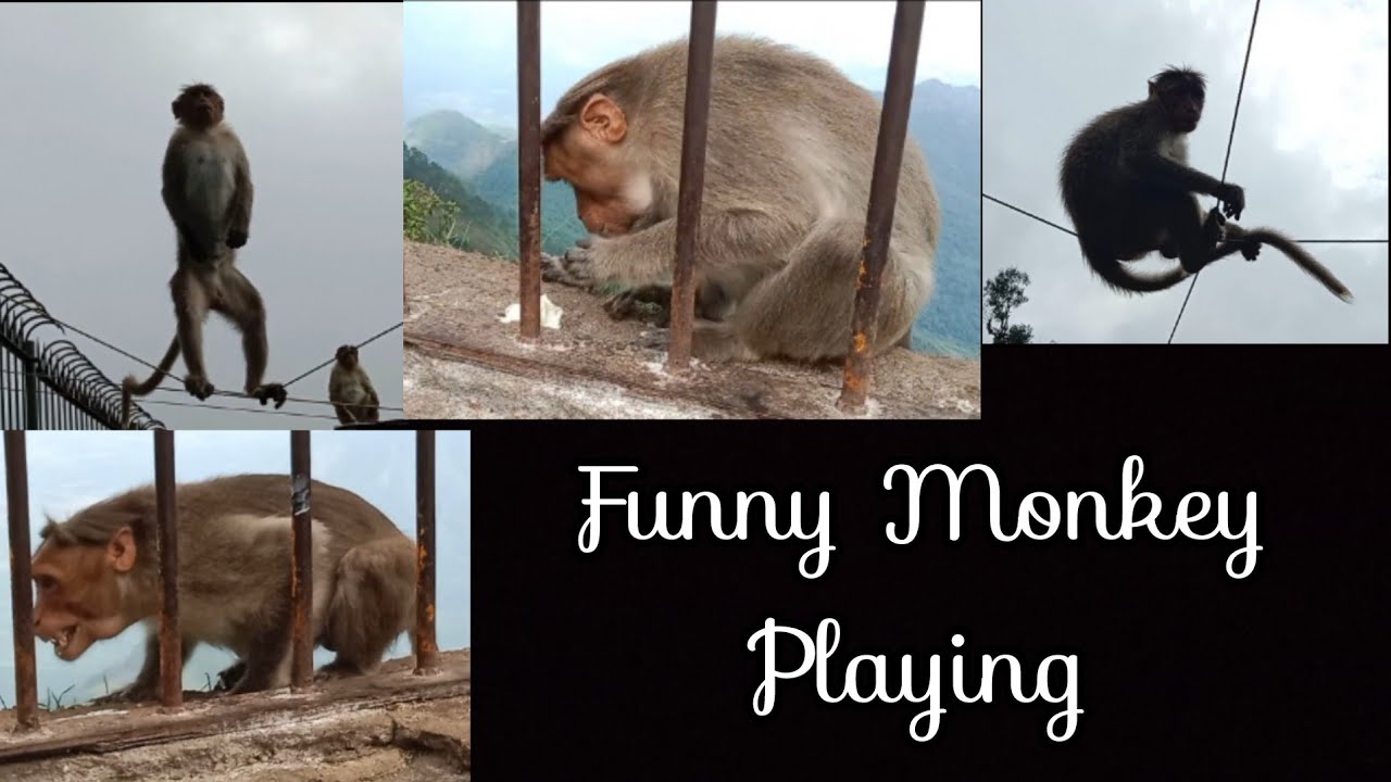 Funny Monkey Playing Vedio|Monkey Playing In Rope|sanas vlog|###funny## ...