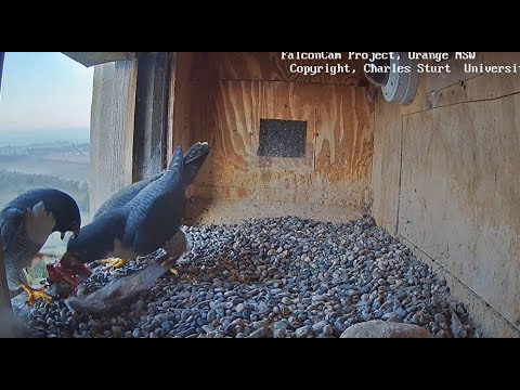 FalconCam Project CSU Orange (AU)- Xavier & Diamond, prezent i amory 💕 ...