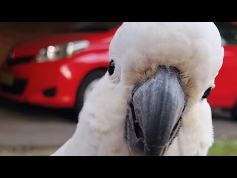 Flufficus Maximus, the wild Aussie bird and other crazy cockatoo friends. - YouTube