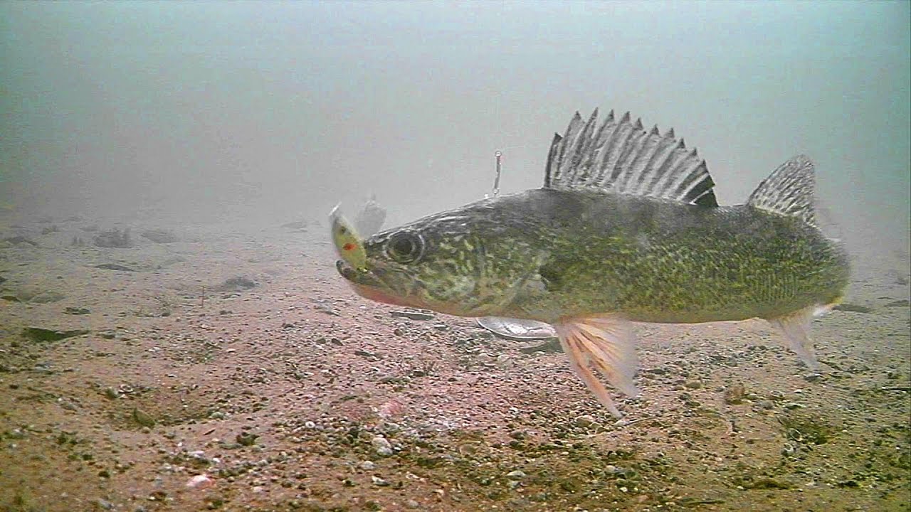 Under the Ice: Perch and Walleye Fishing with Underwater Camera in ...